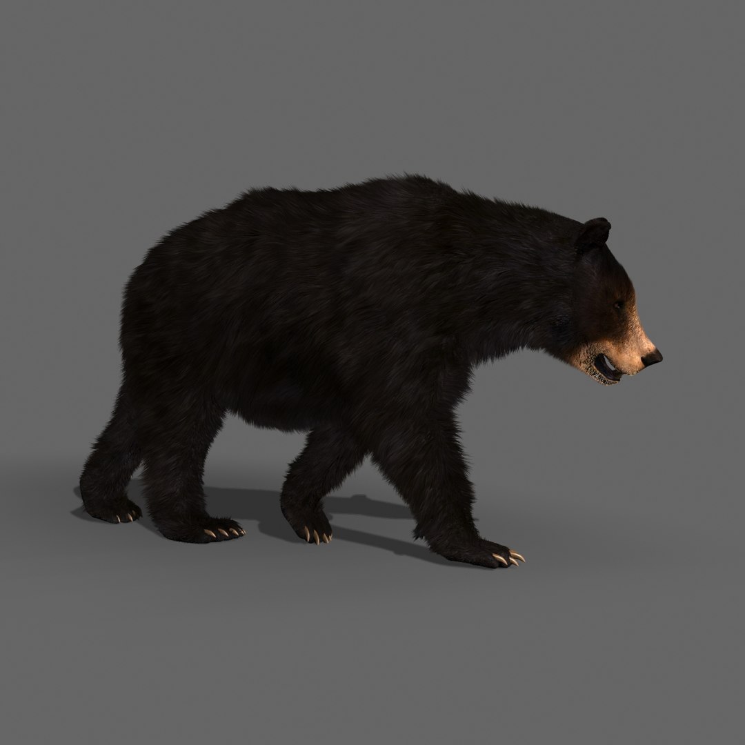 Black Bear Animation 3D Model - TurboSquid 1338465