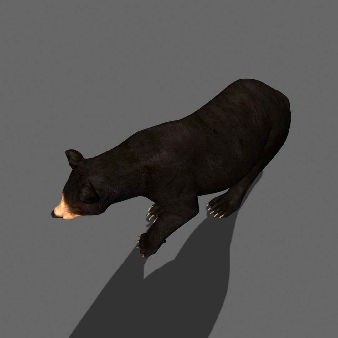 Black Bear Animation 3D Model - TurboSquid 1338465