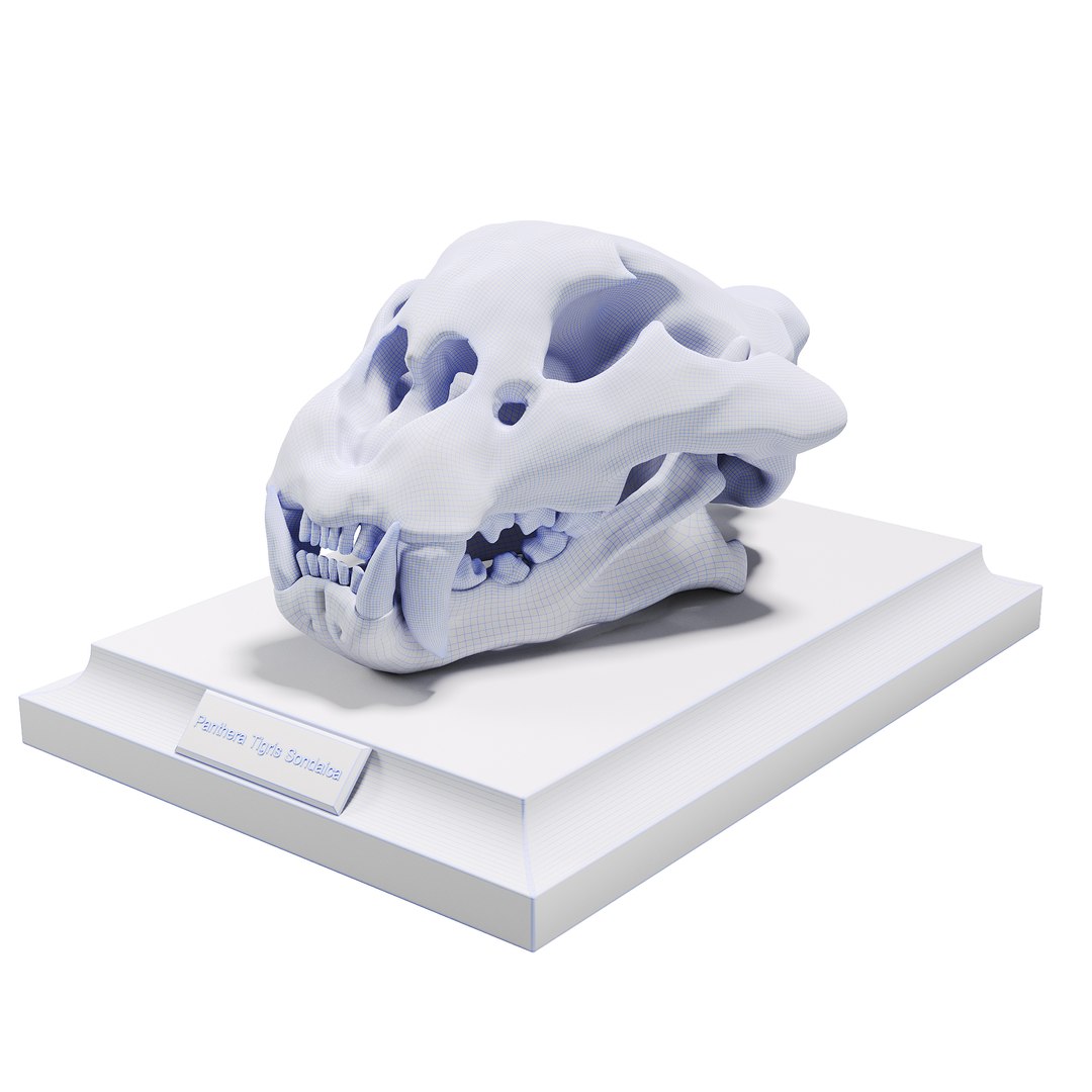 The Tiger Skull 3D Model - TurboSquid 1991978