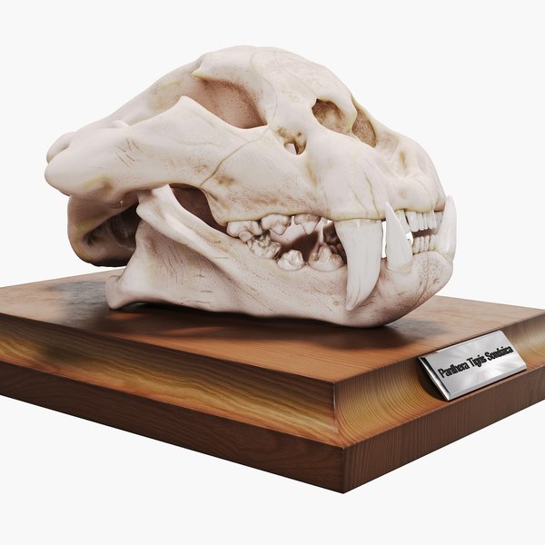 modelo 3d el cráneo del tigre - TurboSquid 1991978