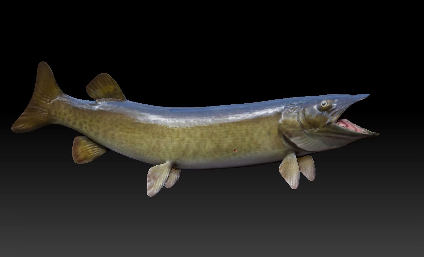 3D Model Animation Muskellunge Fish - TurboSquid 1486931