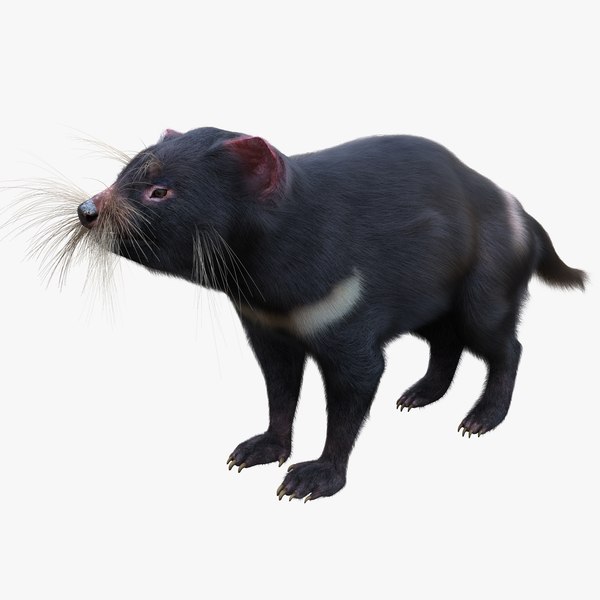Tasmanian Devil 3D Models for Download | TurboSquid