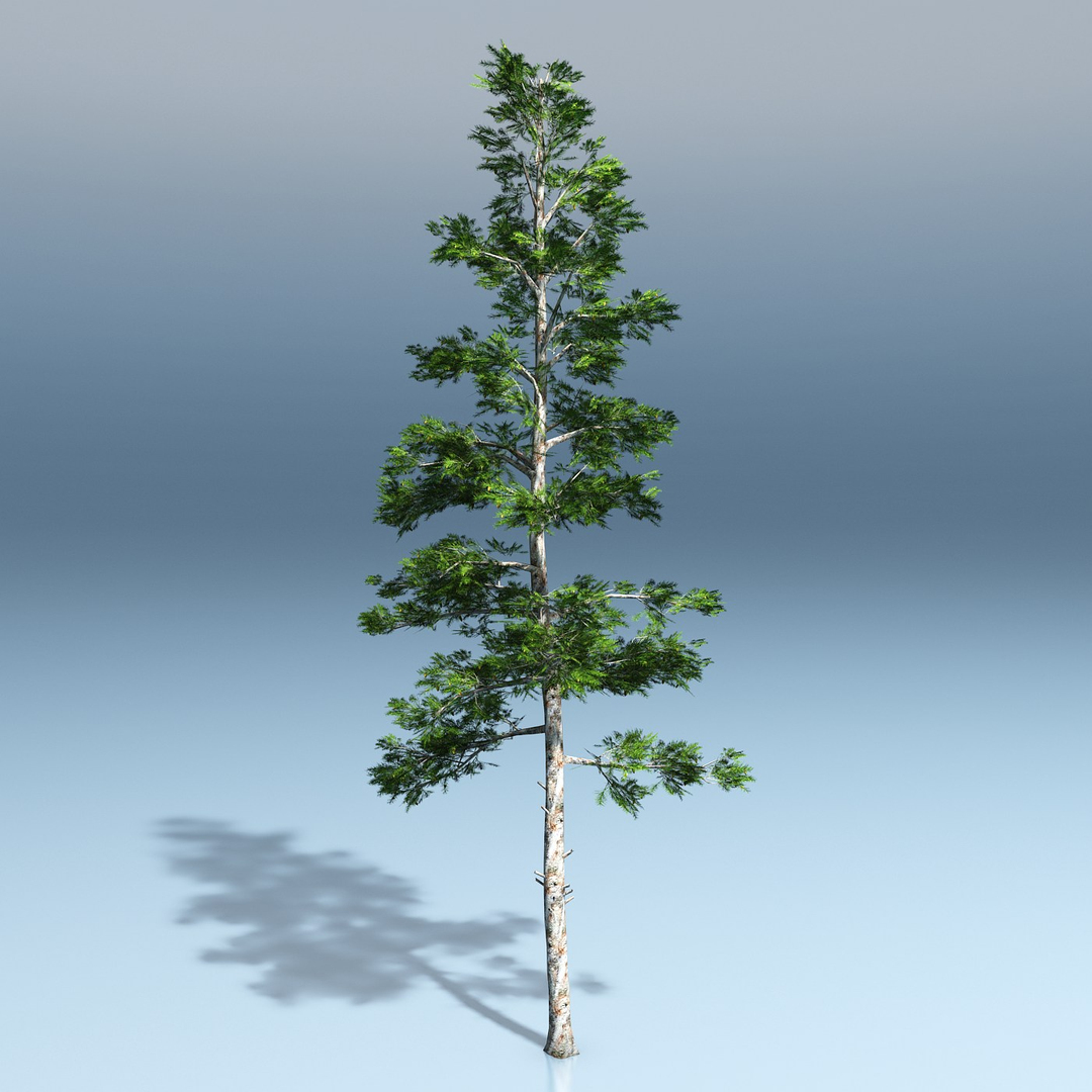 3d Professionally Conifer Trees