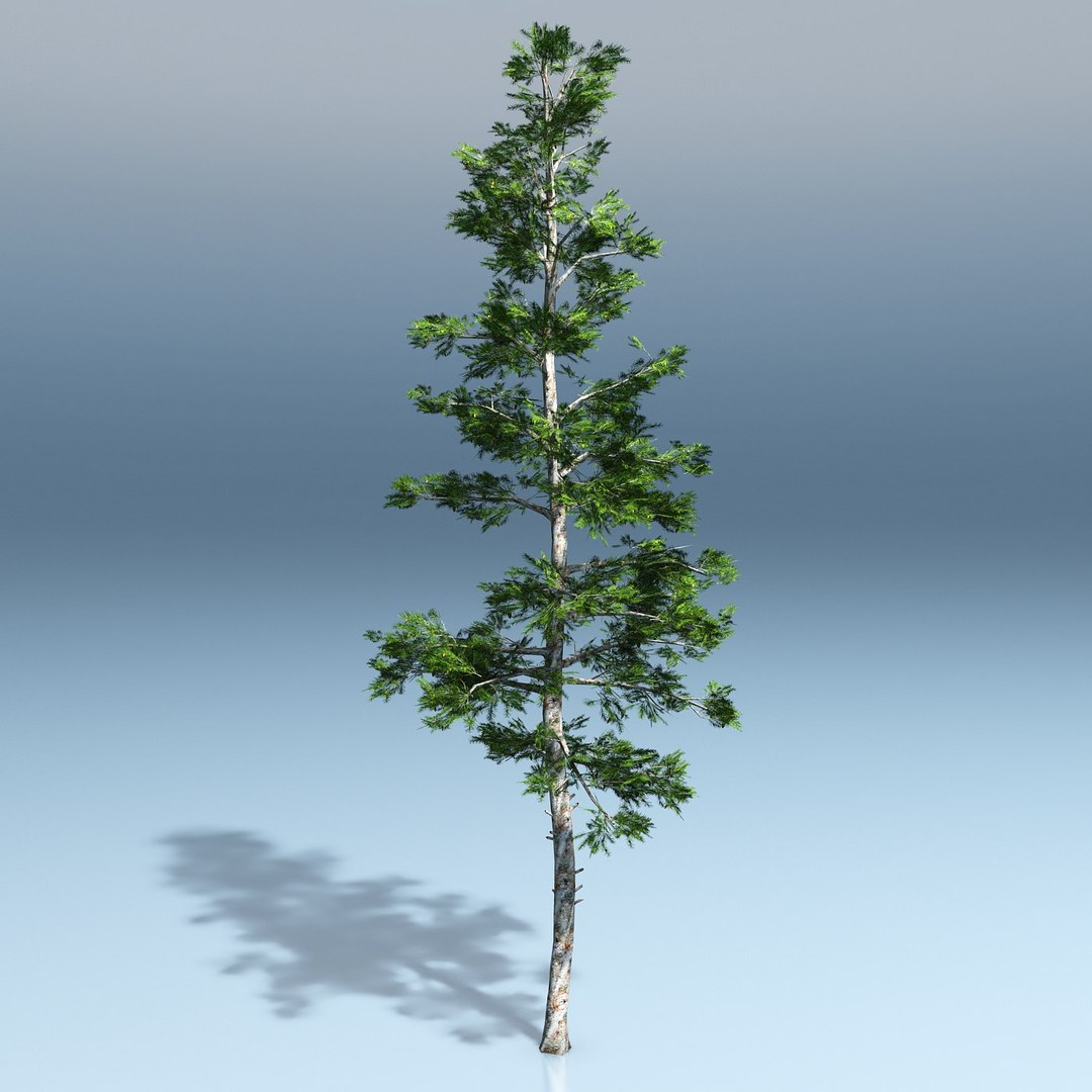 3d Professionally Conifer Trees