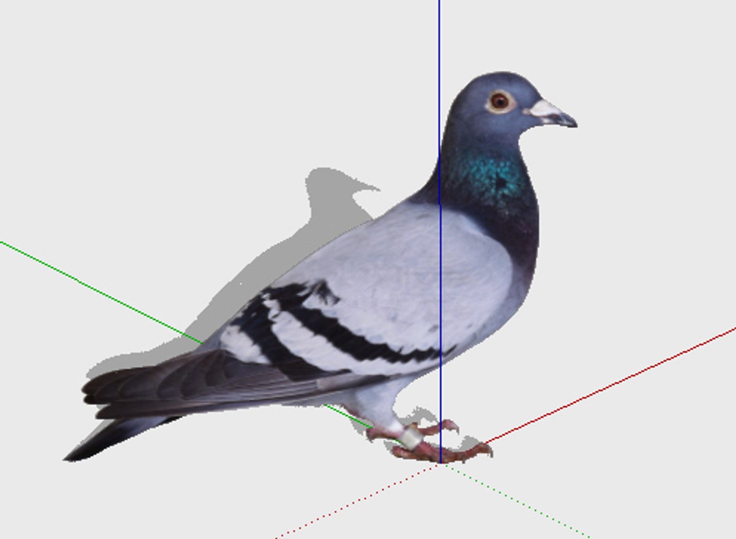 3d Model Of 2d Dynamic Pigeons