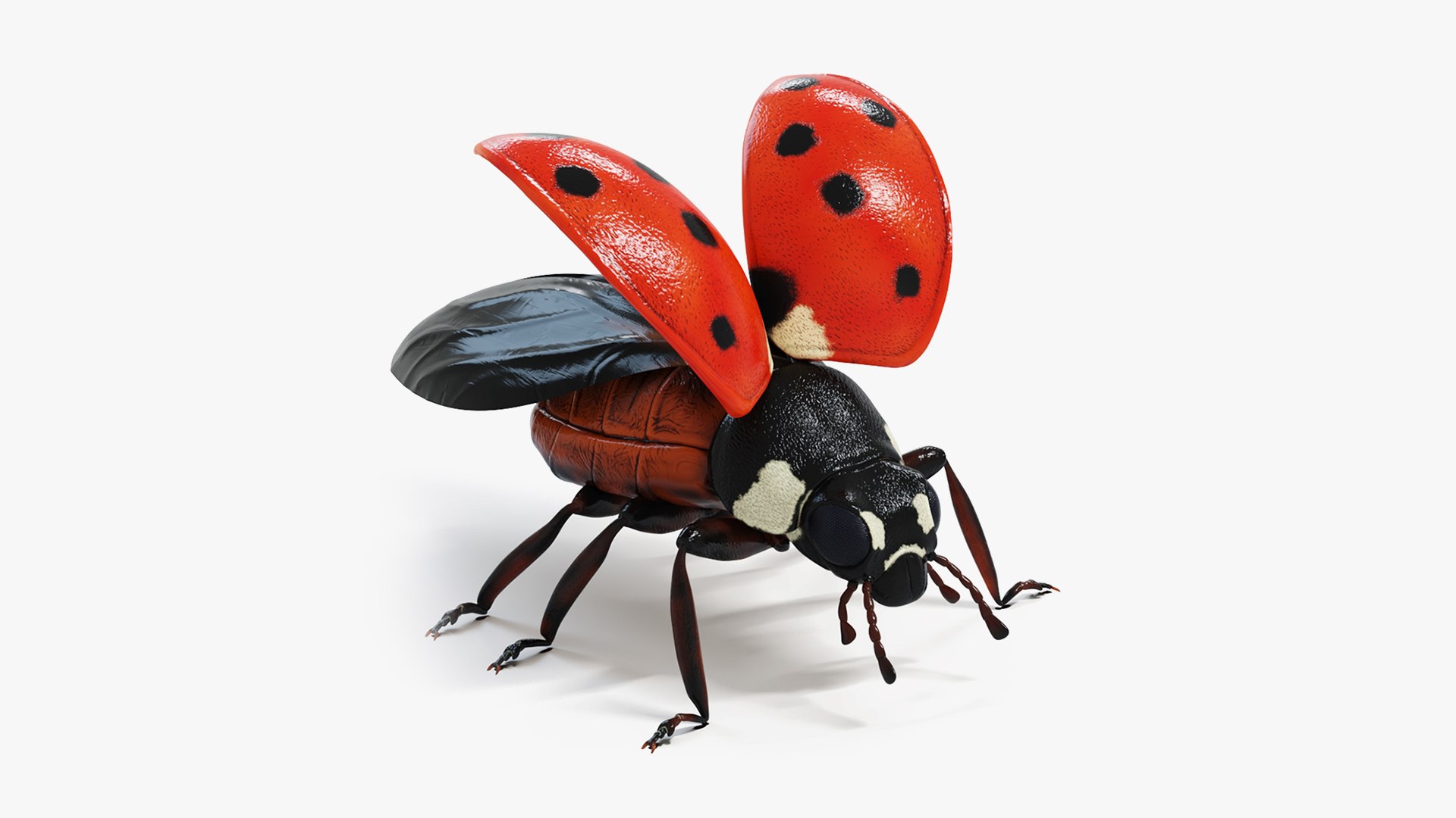 Ladybug model - TurboSquid 1966741