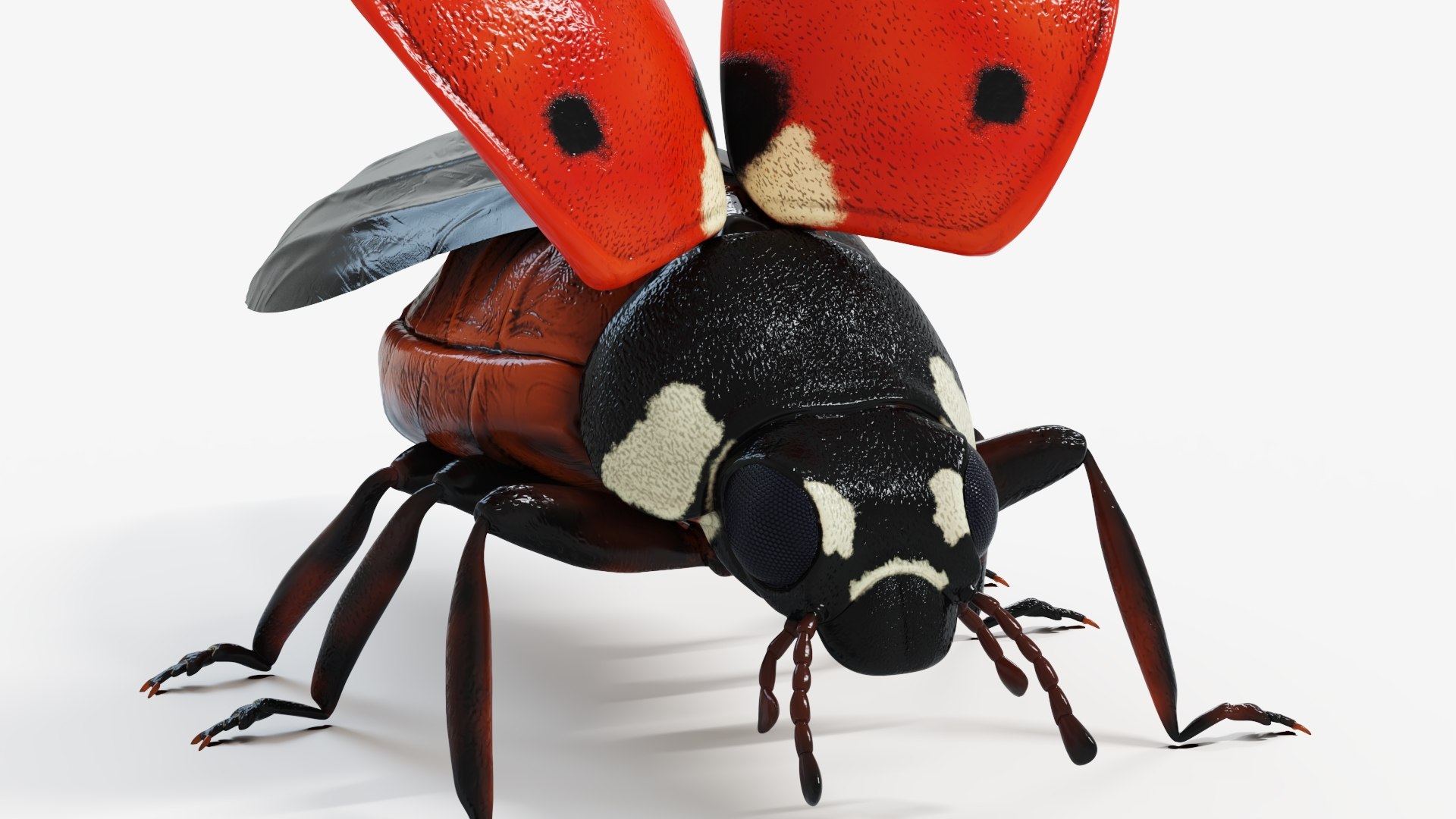 Ladybug model - TurboSquid 1966741