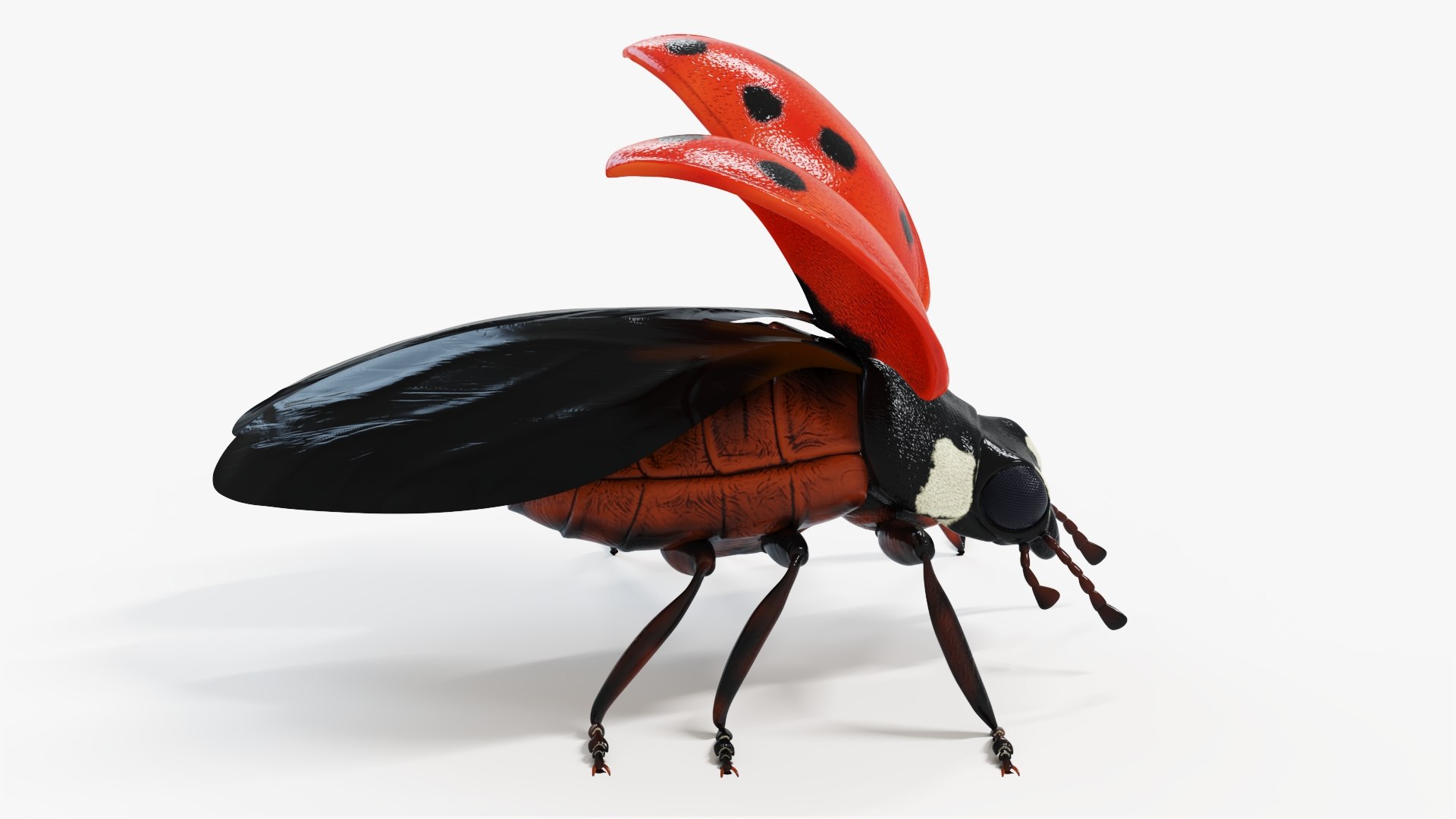 Ladybug model - TurboSquid 1966741