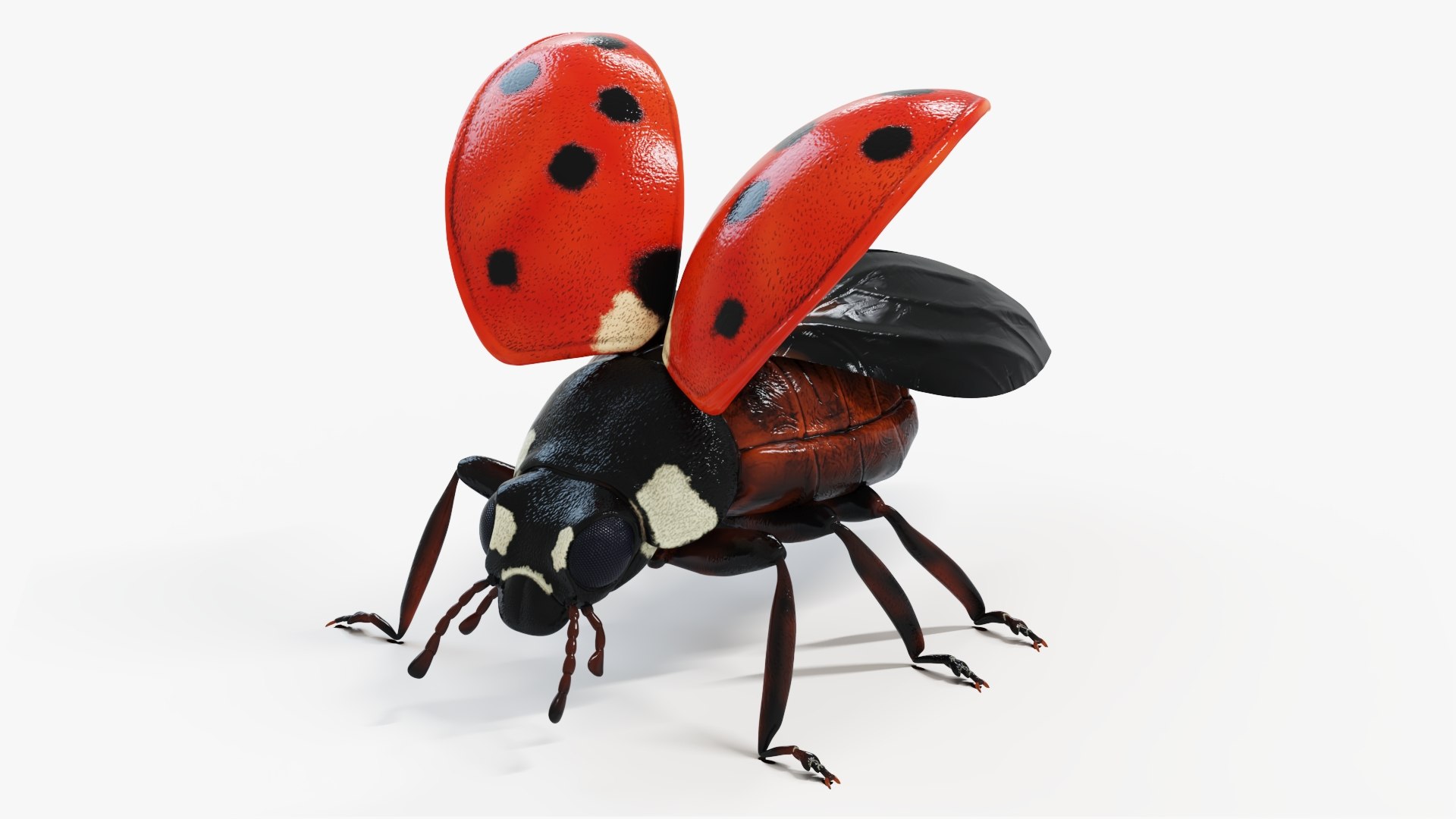 Ladybug model - TurboSquid 1966741