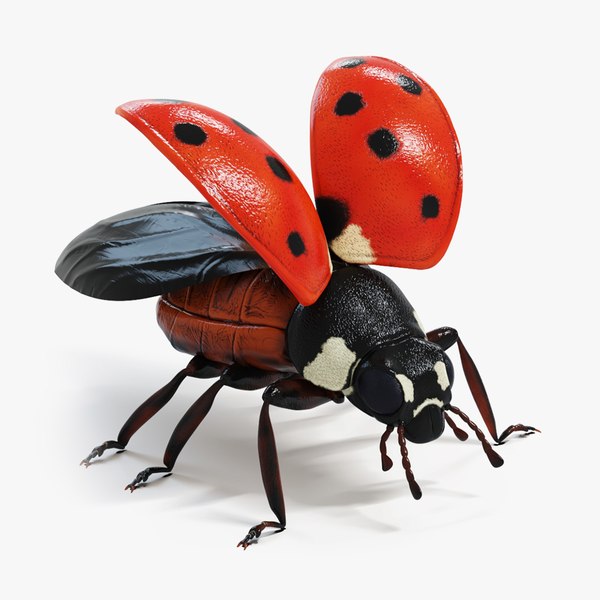 Ladybug 3D 모델 - TurboSquid 1966741