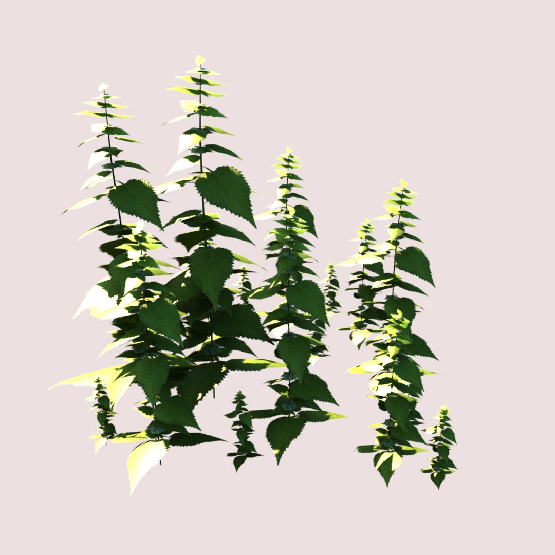 Nettle Summer Frost 3D Model - TurboSquid 1389772