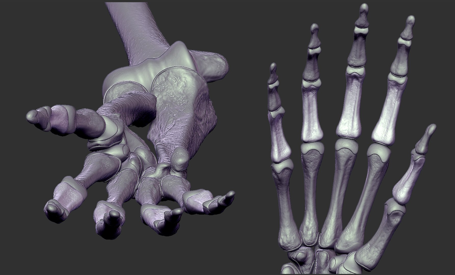 Arm Skeleton Realistic 3D - TurboSquid 1417882