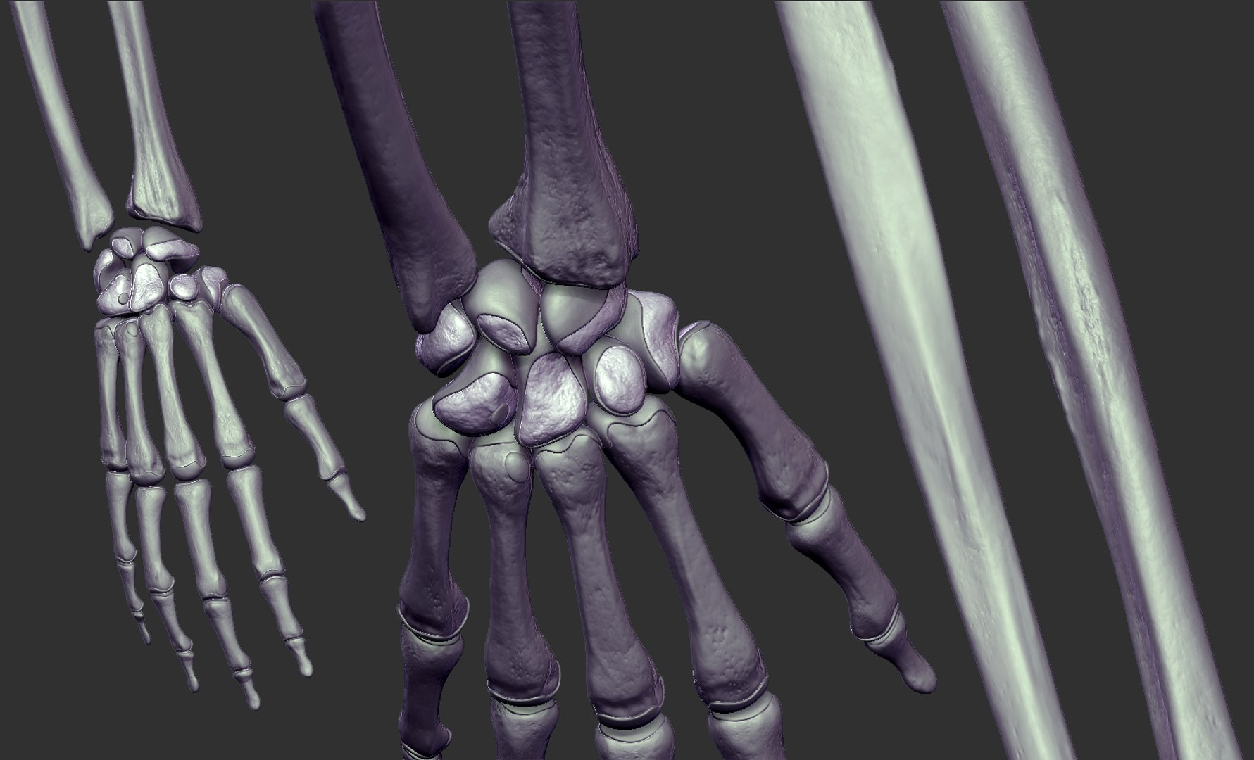 Arm Skeleton Realistic 3D - TurboSquid 1417882