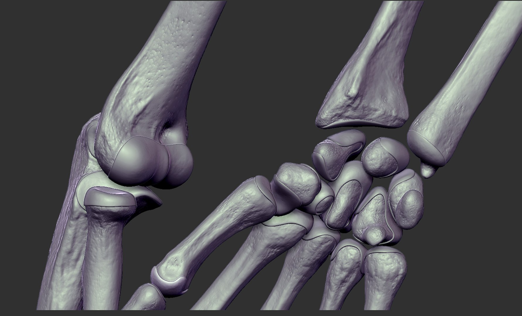 Arm Skeleton Realistic 3D - TurboSquid 1417882