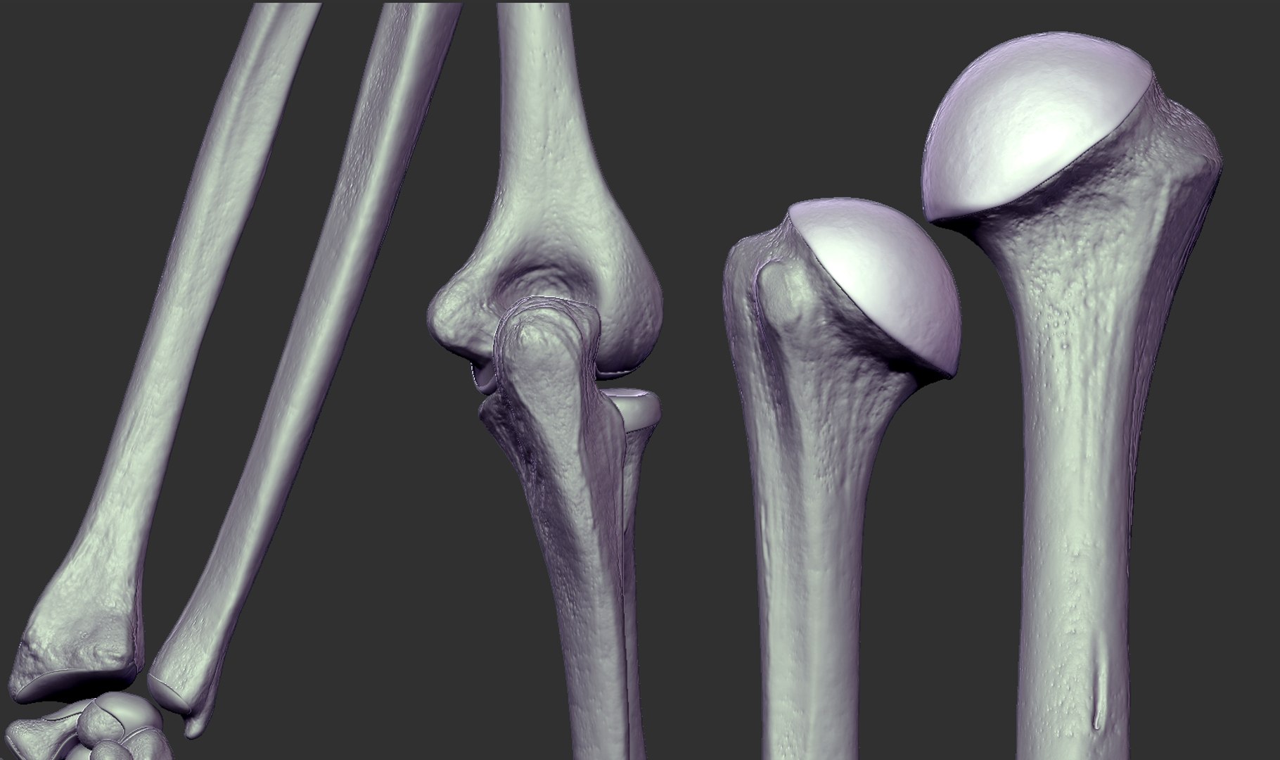 Arm Skeleton Realistic 3D - TurboSquid 1417882