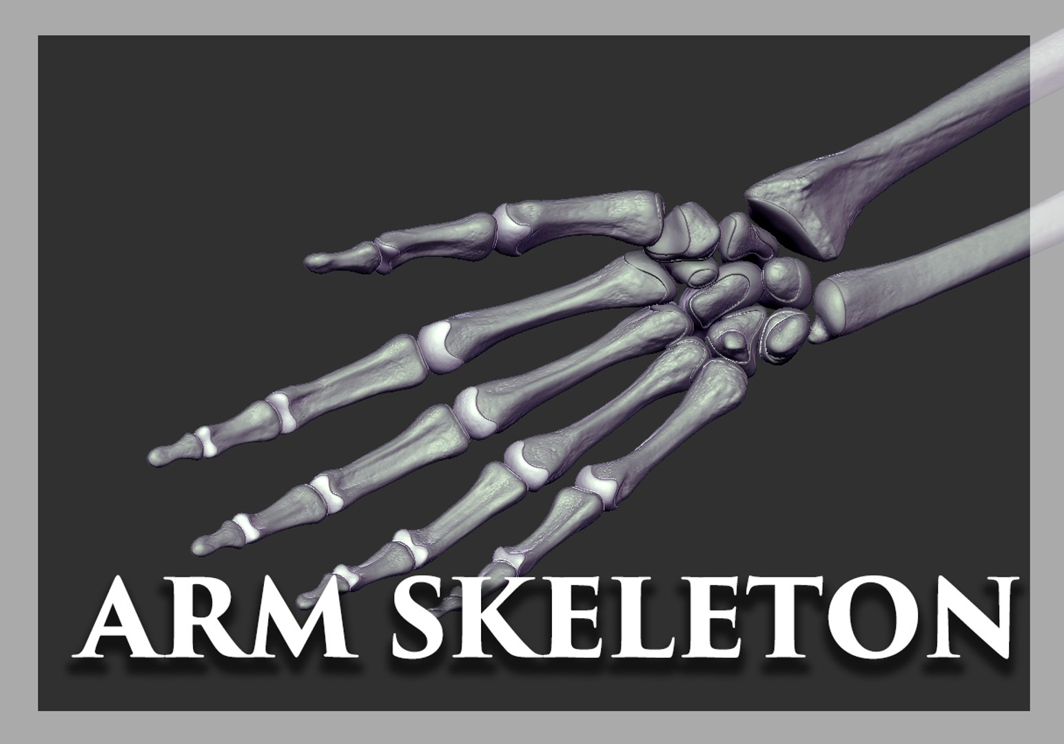 Arm skeleton realistic 3D - TurboSquid 1417882