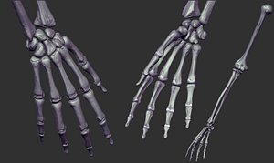 3D Skeletal Hand Models - Browse & Download Formats - TurboSquid