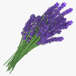 3D Lavender Models - Browse & Download Formats - TurboSquid