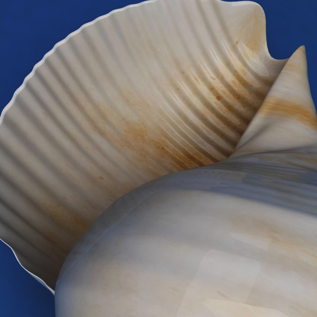 3d c4d seashell tonna