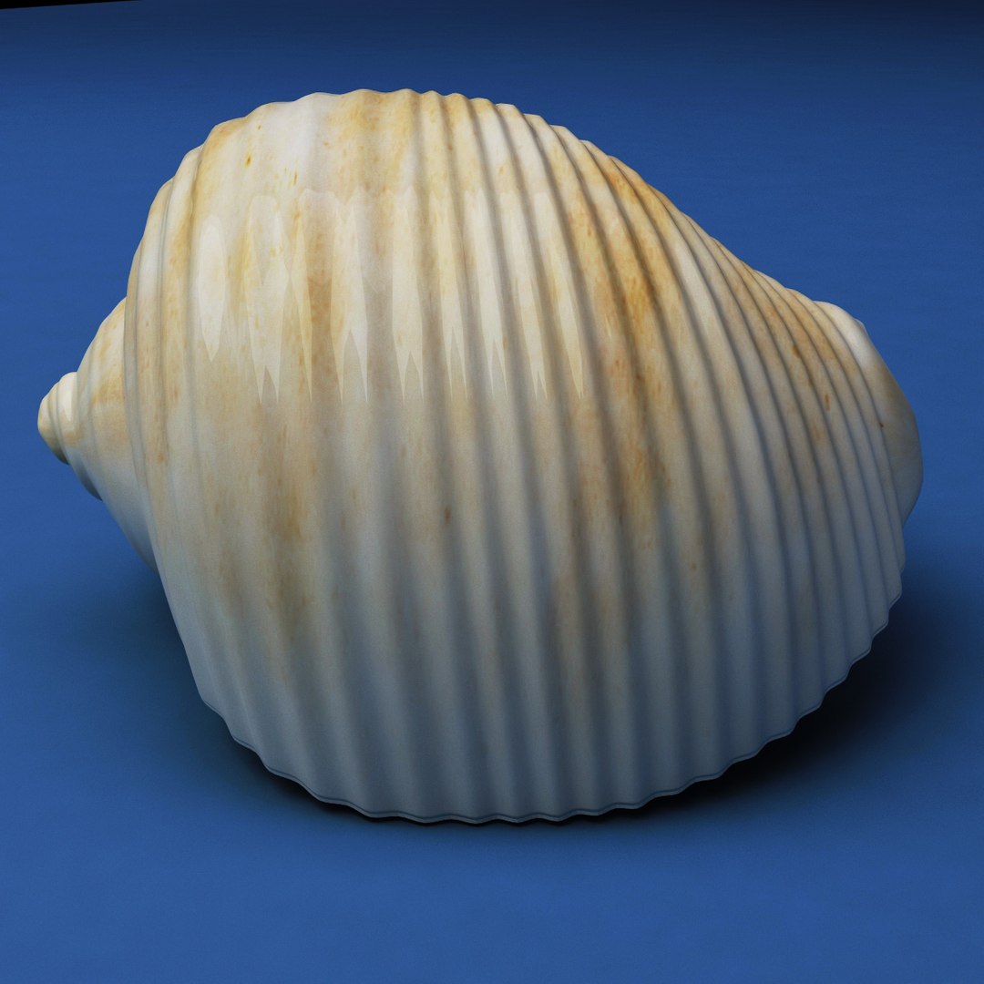 3d c4d seashell tonna