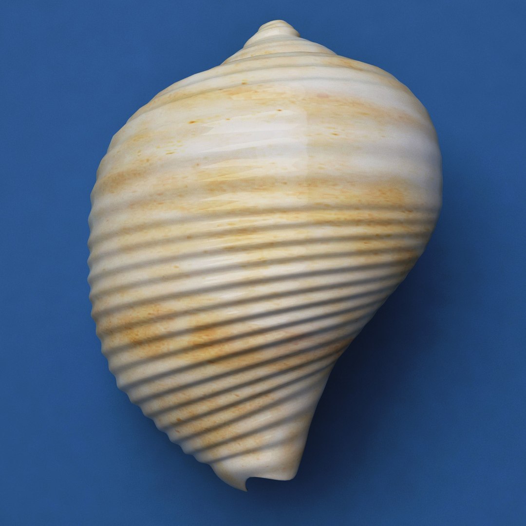 3d c4d seashell tonna