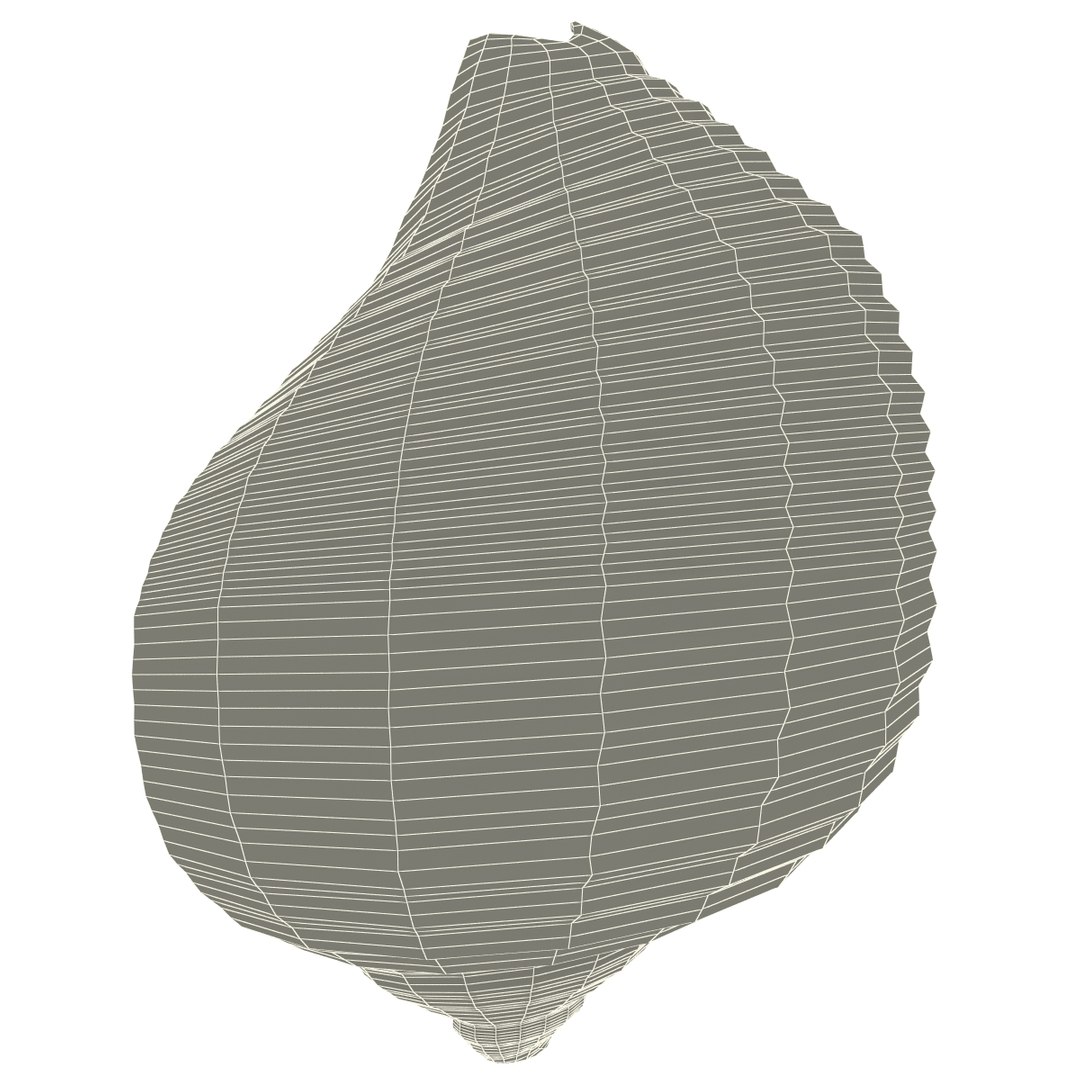 3d c4d seashell tonna