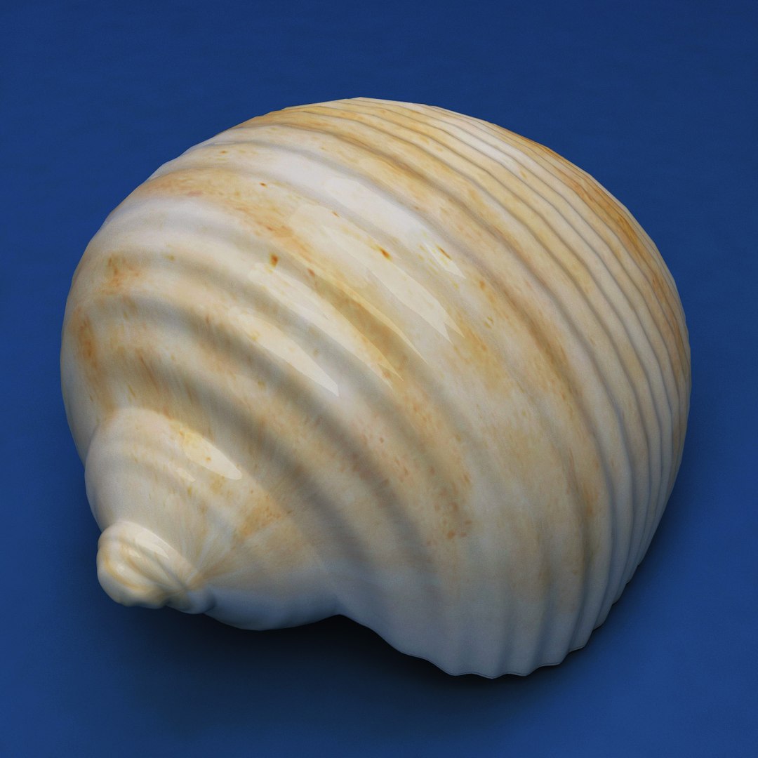 3d c4d seashell tonna
