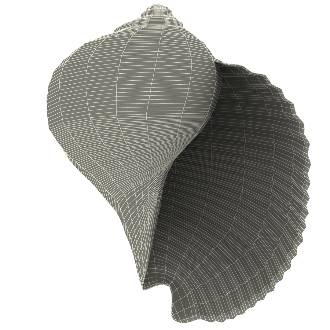 3d c4d seashell tonna