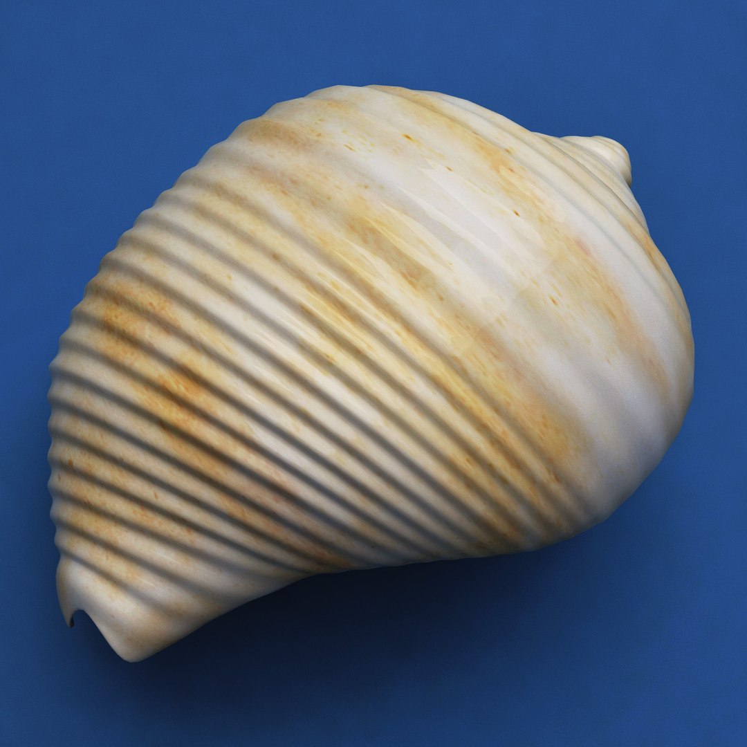 3d c4d seashell tonna
