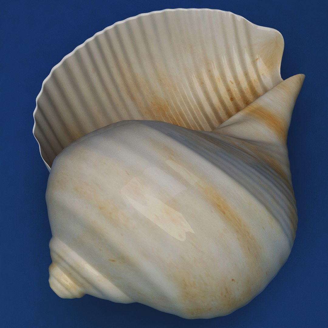 3d c4d seashell tonna