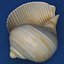 3d c4d seashell tonna