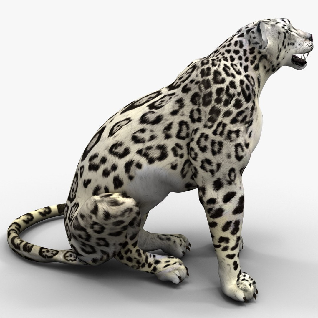 Snow Leopard Pose 2 Max