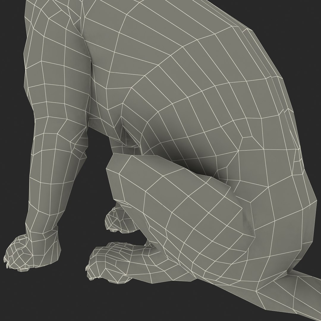 Snow Leopard Pose 2 Max