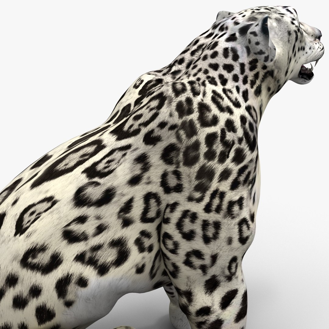 Snow Leopard Pose 2 Max
