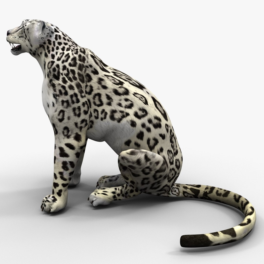 Snow Leopard Pose 2 Max