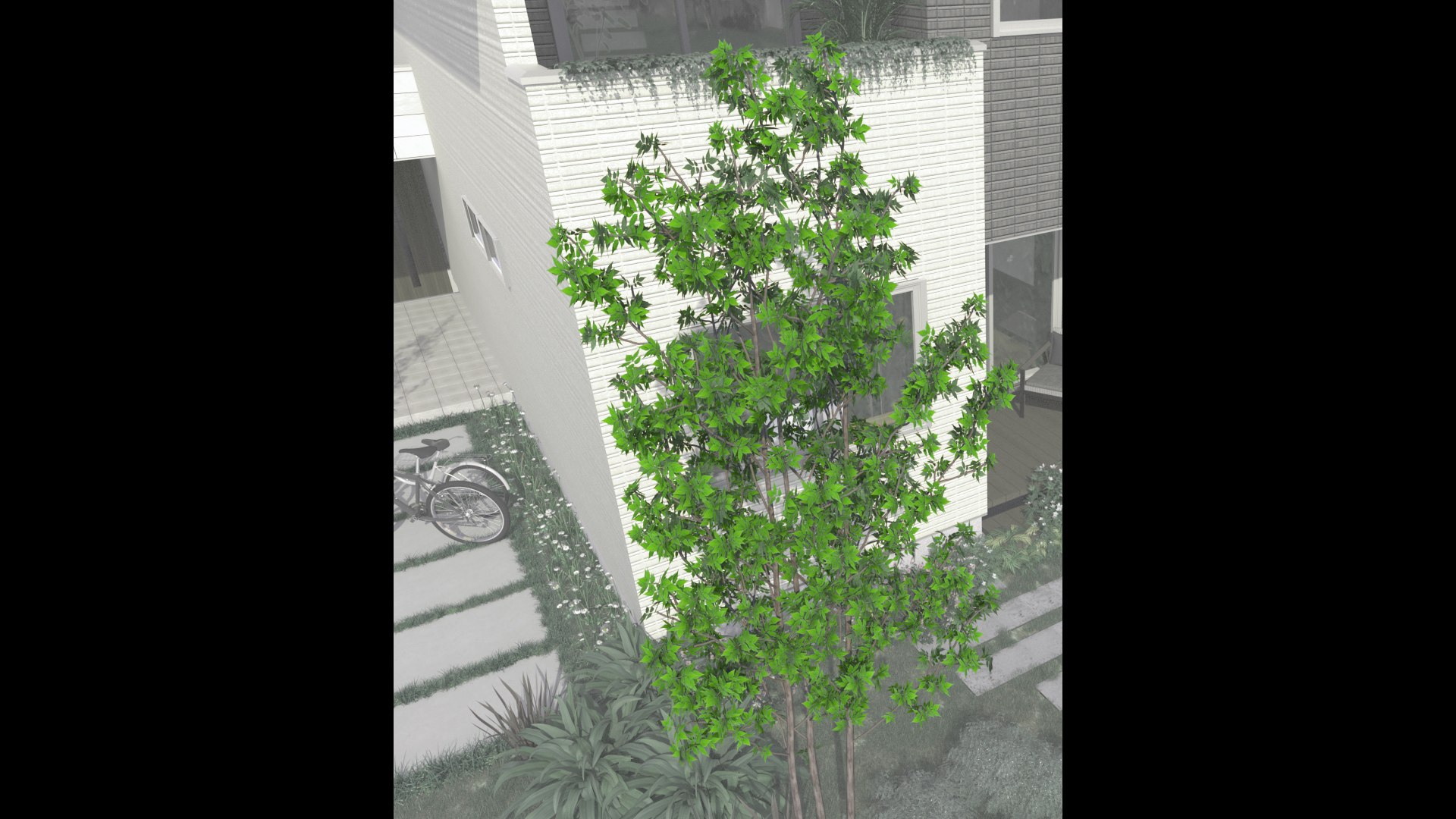 3D Fraxinus Lanuginosa Aodamo - TurboSquid 1726650