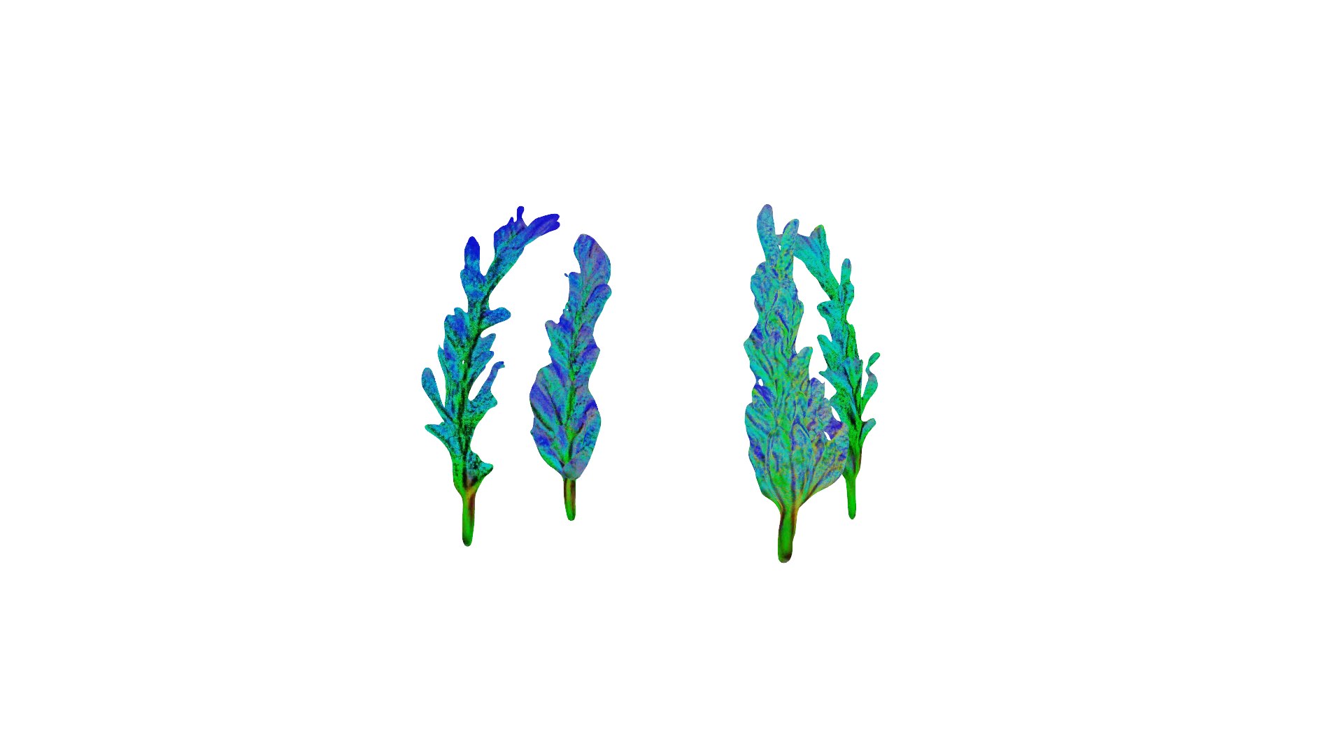 3D Model Seaweed Plants - TurboSquid 2221432