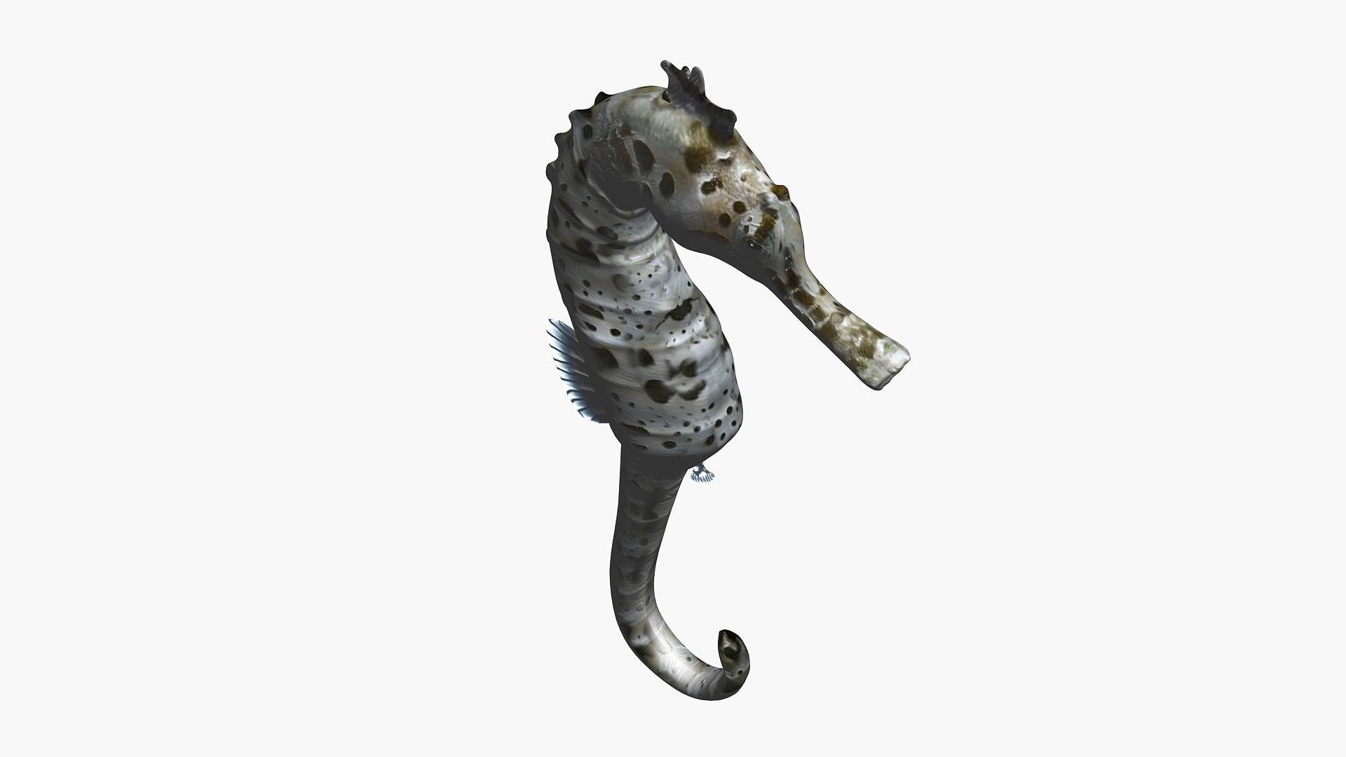 Seahorse 3D Model - TurboSquid 2074969