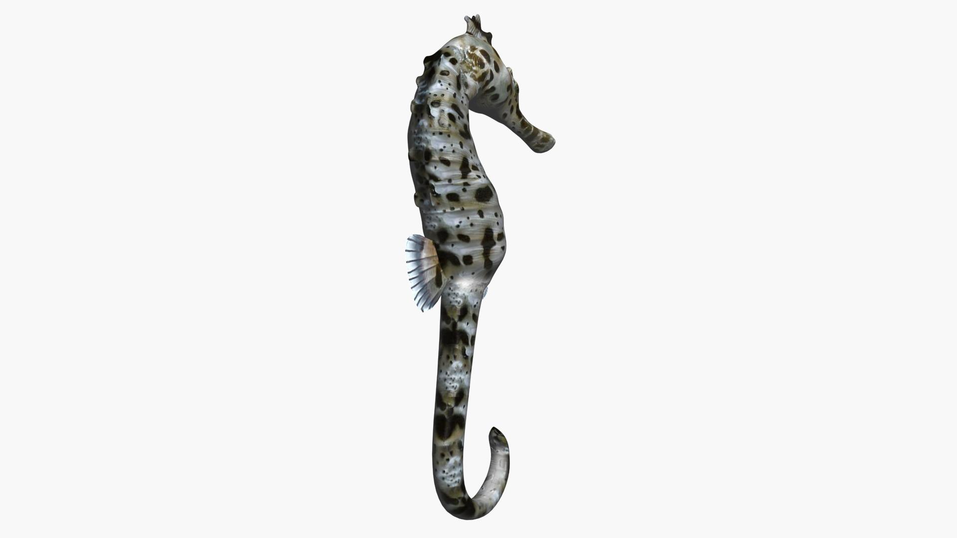 Seahorse 3D Model - TurboSquid 2074969