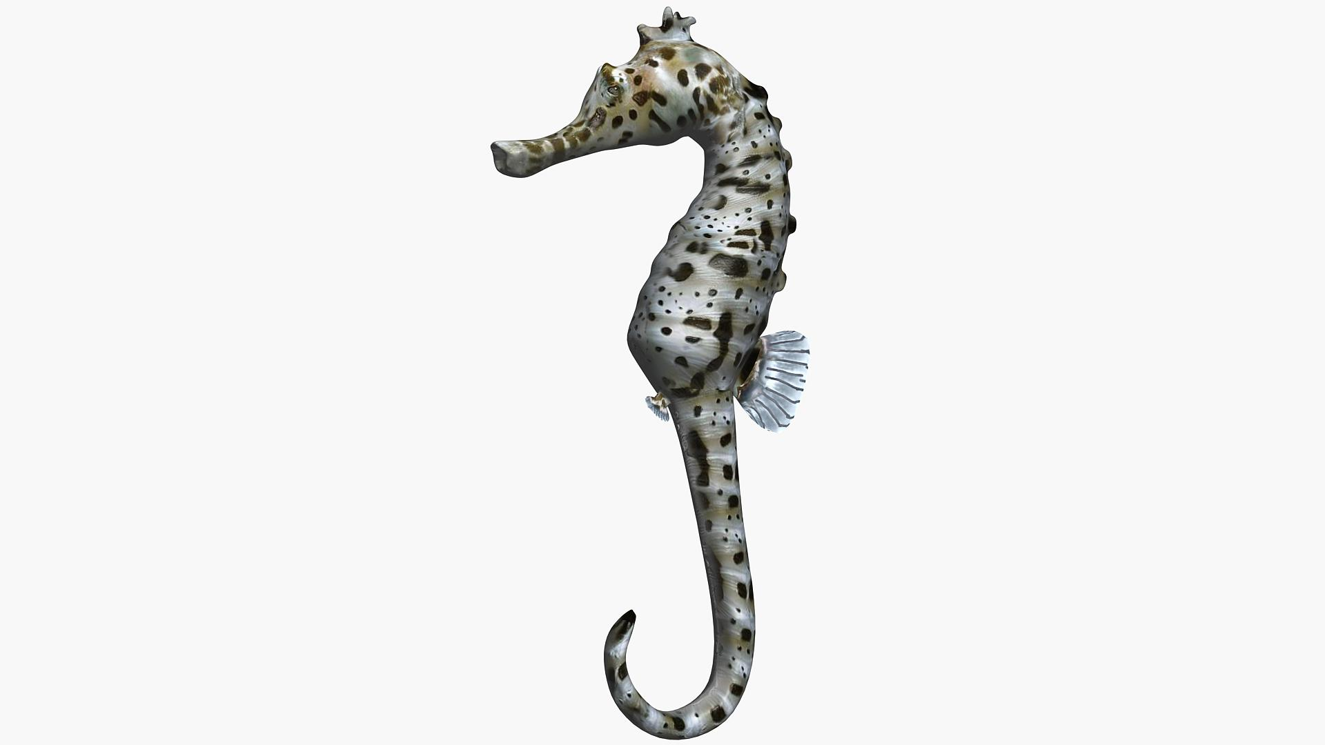 Seahorse 3D Model - TurboSquid 2074969