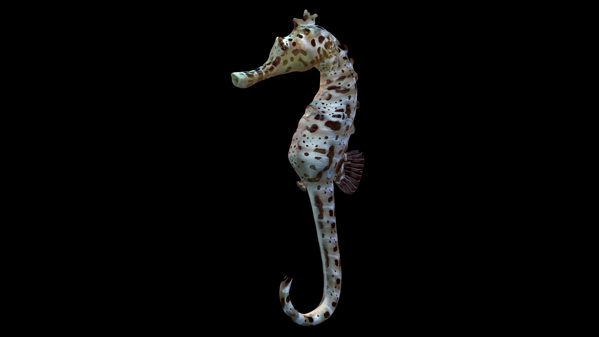 Seahorse 3D Model - TurboSquid 2074969