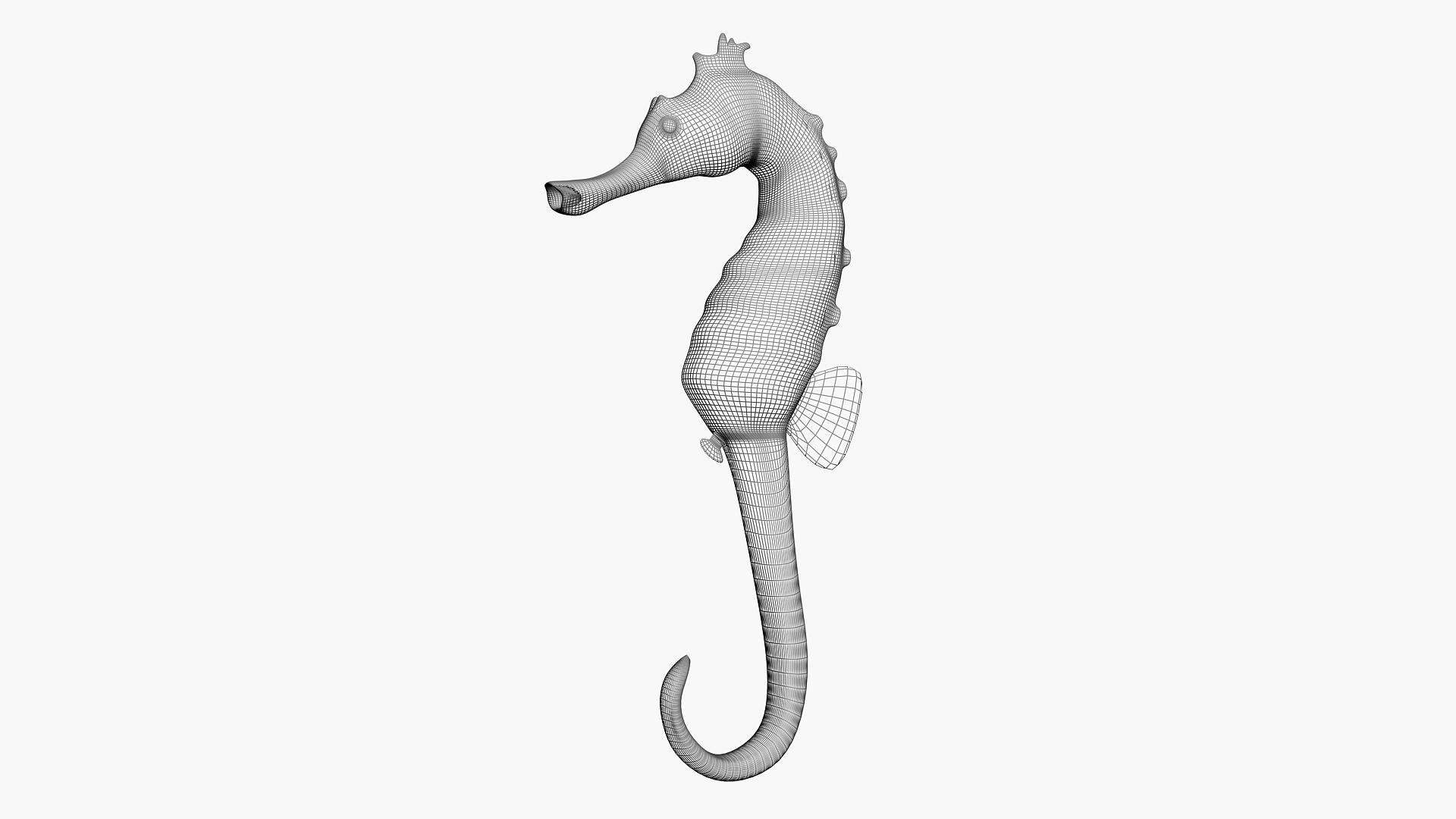 Seahorse 3D Model - TurboSquid 2074969