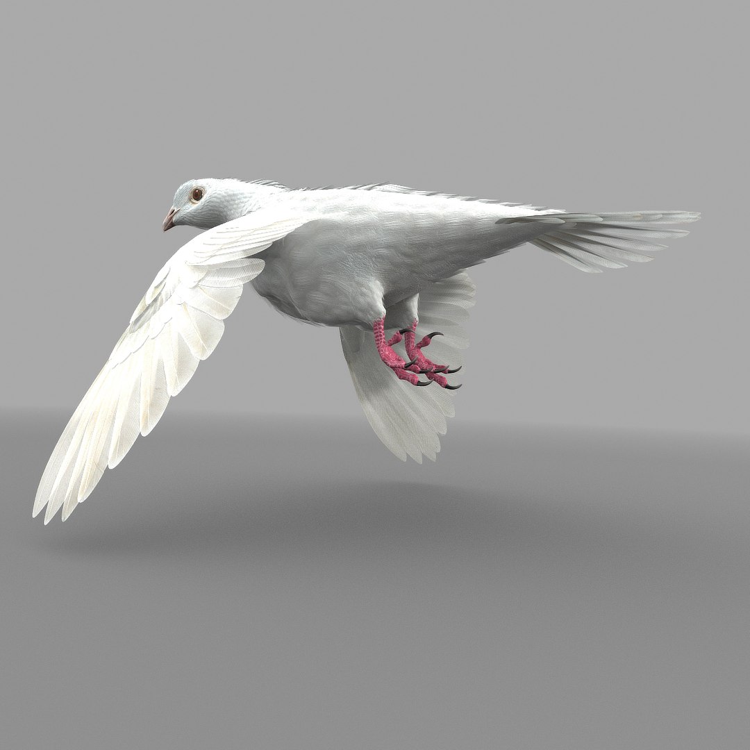 Dove Animation Bird 3d Model