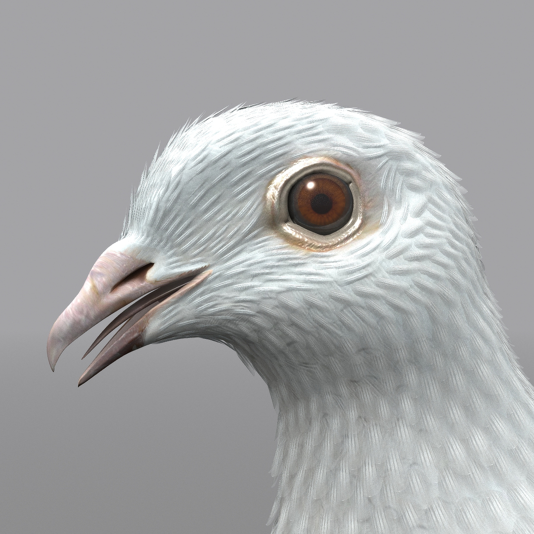 dove animation bird 3d model
