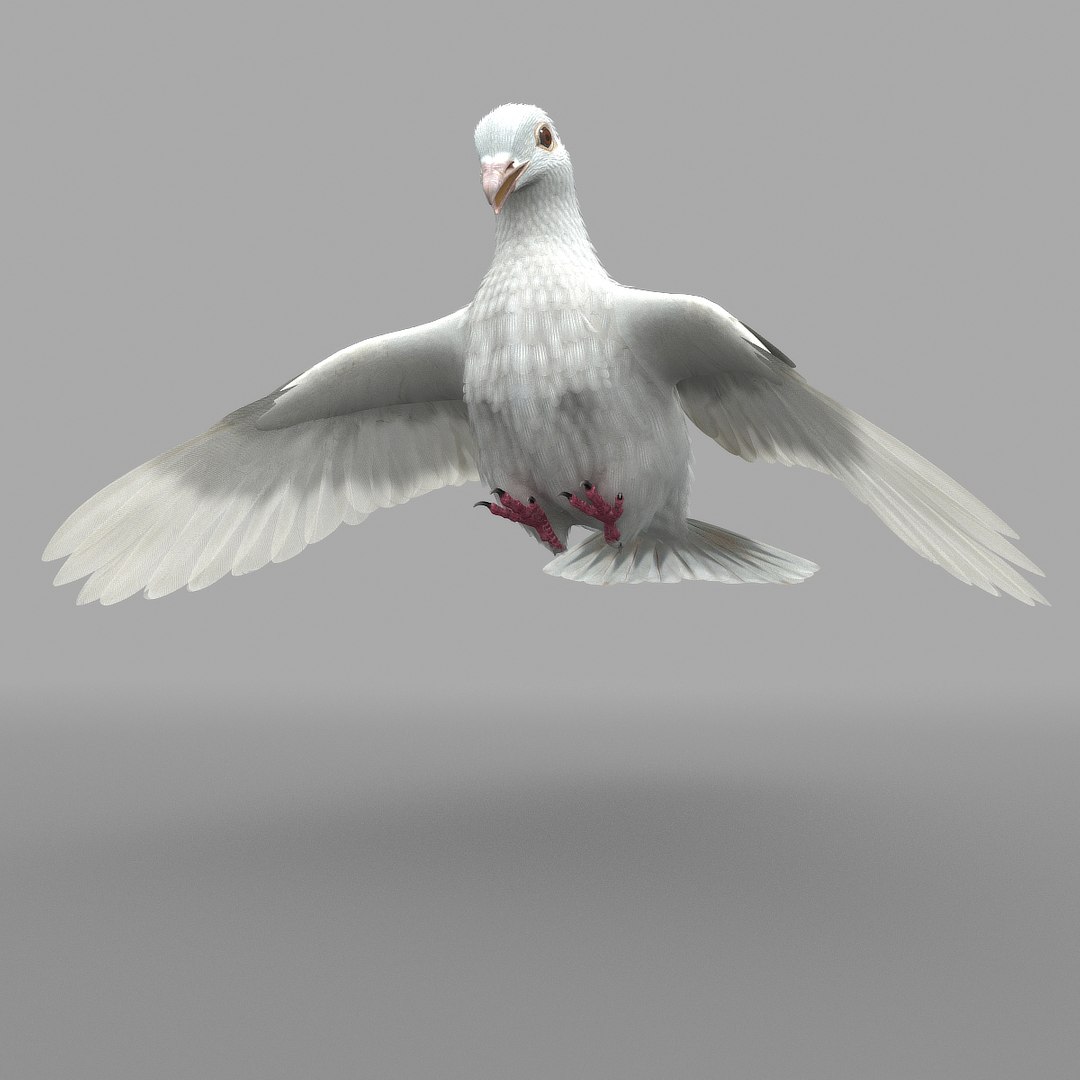 Dove Animation Bird 3d Model