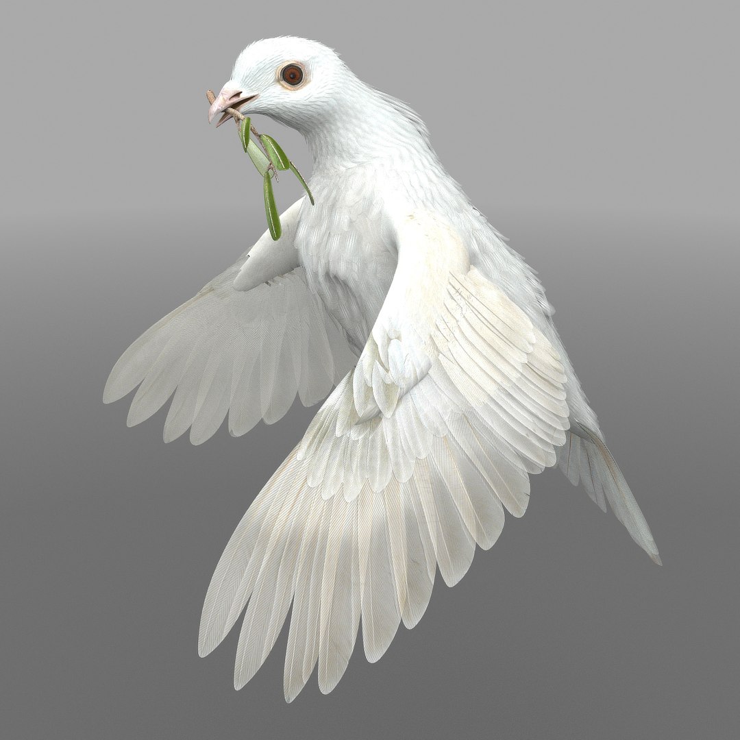 dove animation bird 3d model