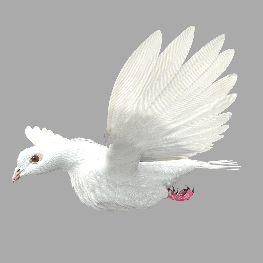 dove animation bird 3d model