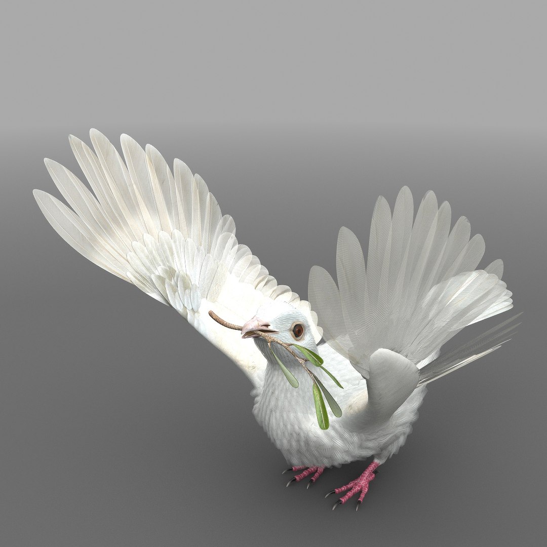 dove animation bird 3d model