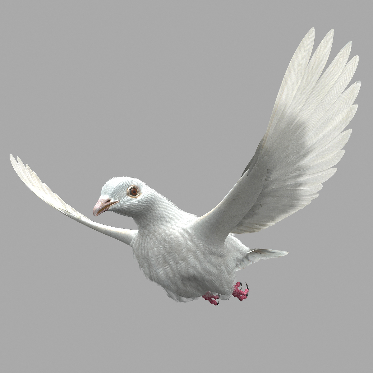 dove animation bird 3d model