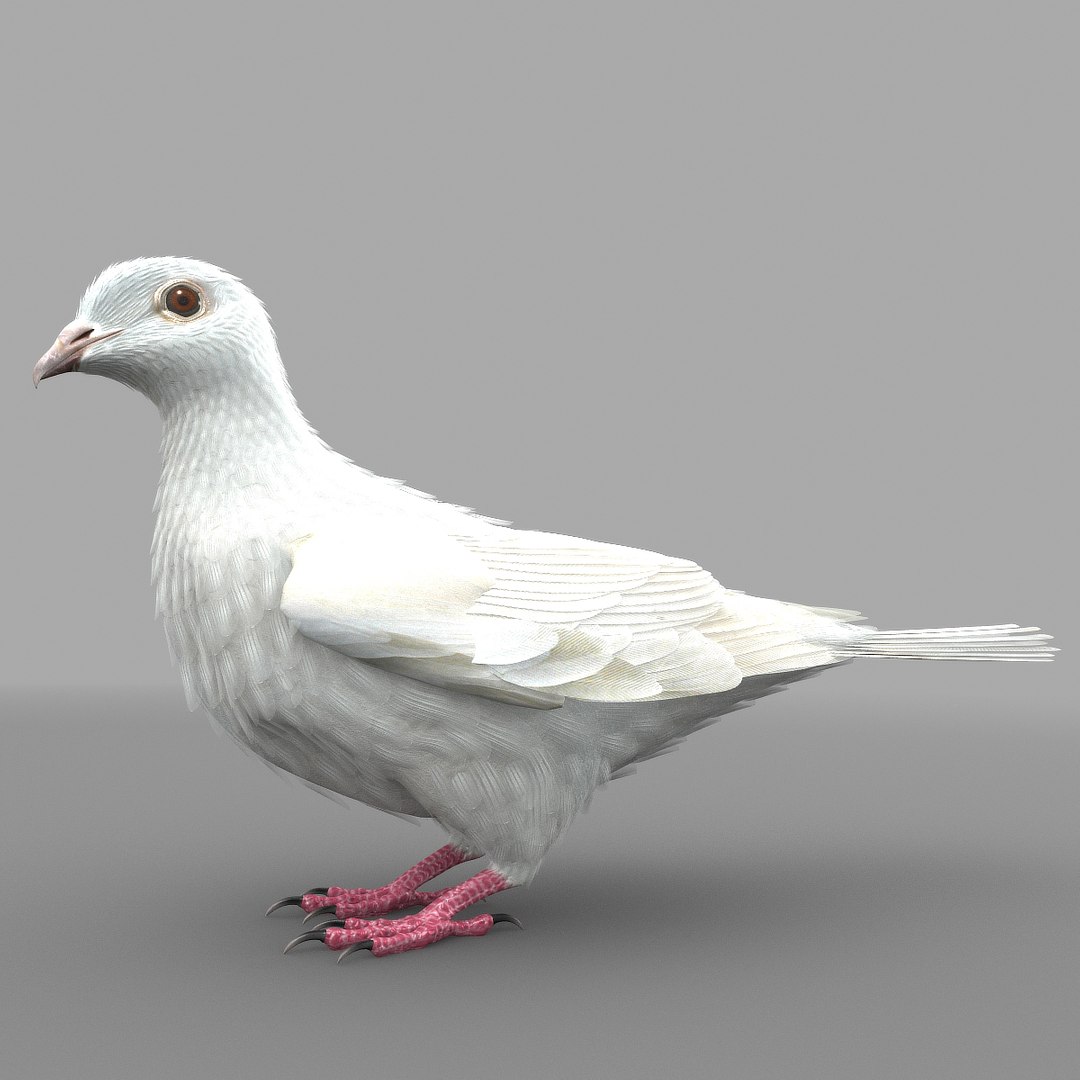 Dove Animation Bird 3d Model